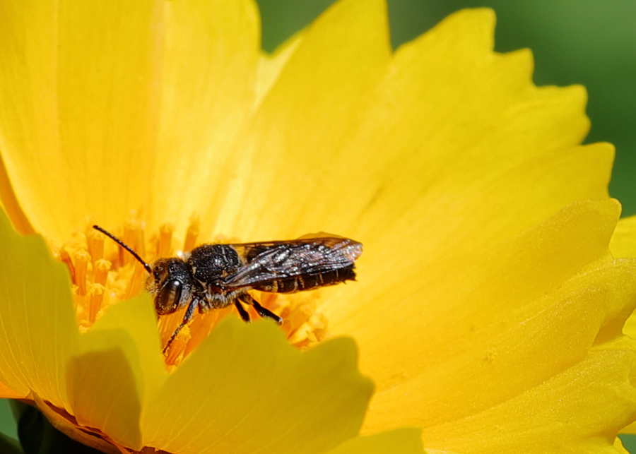 Bees – Catchfly Commons