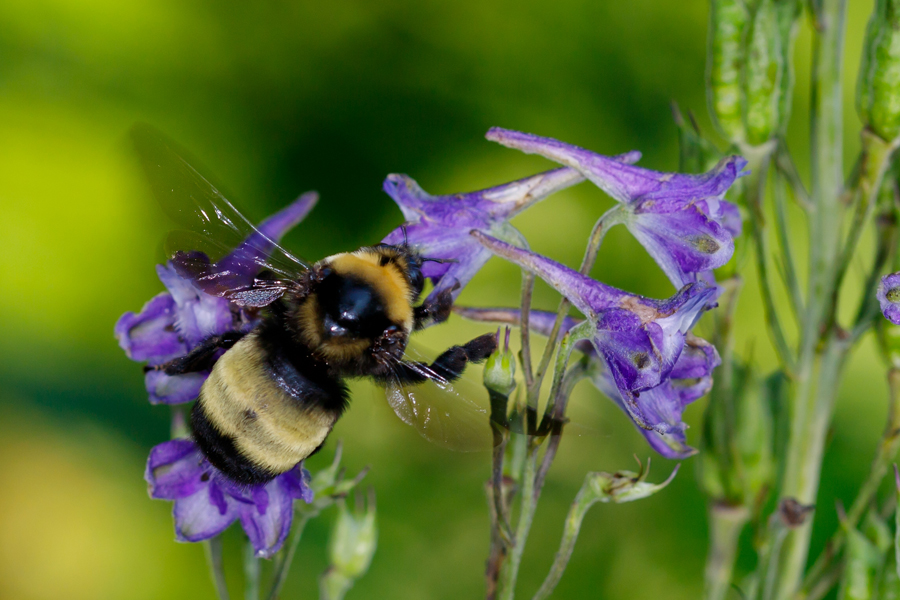 Bees – Catchfly Commons