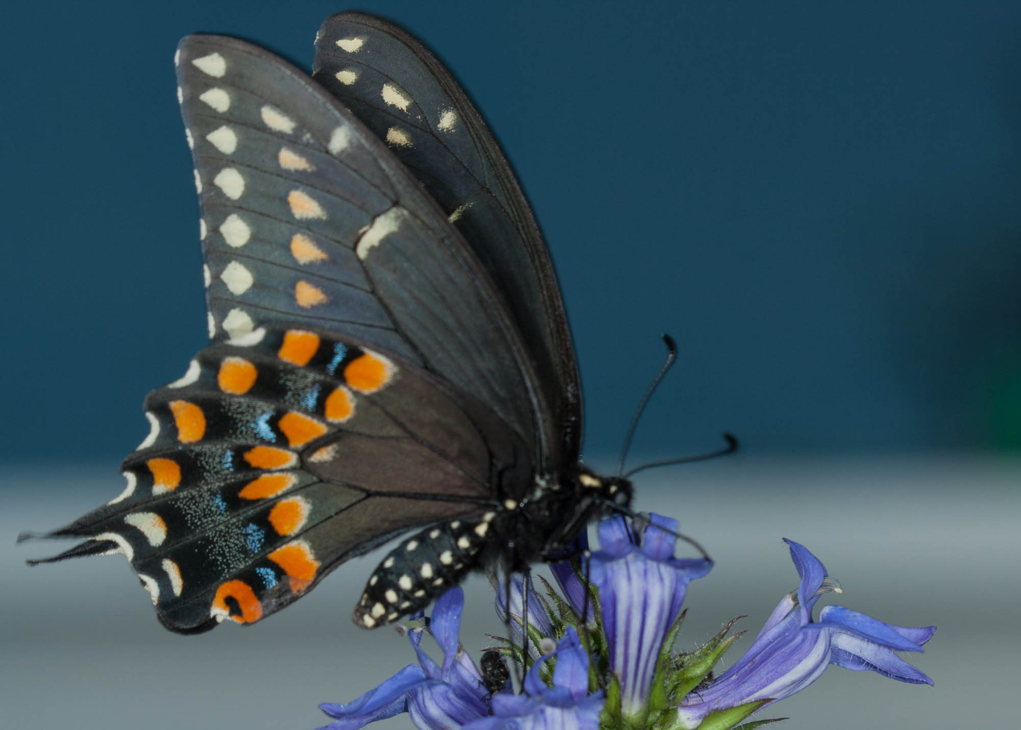 Host Plants for Caterpillars – Catchfly Commons