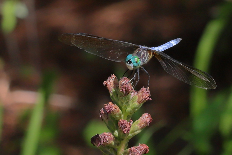 Dragonflies and Damselflies – Catchfly Commons