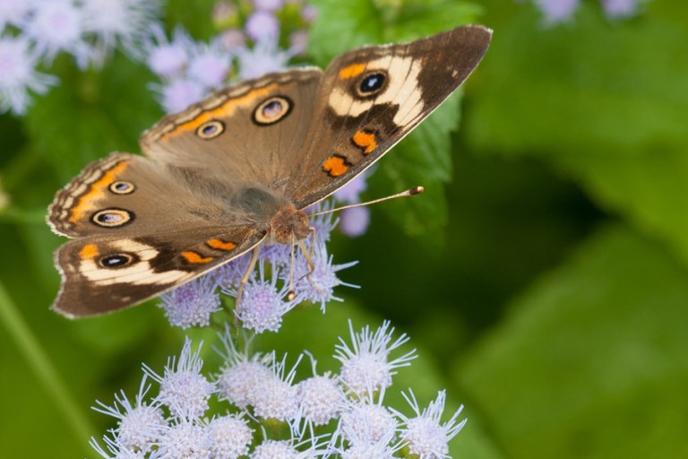 Butterflies – Catchfly Commons
