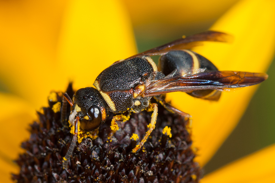 Wasps and Hornets – Catchfly Commons