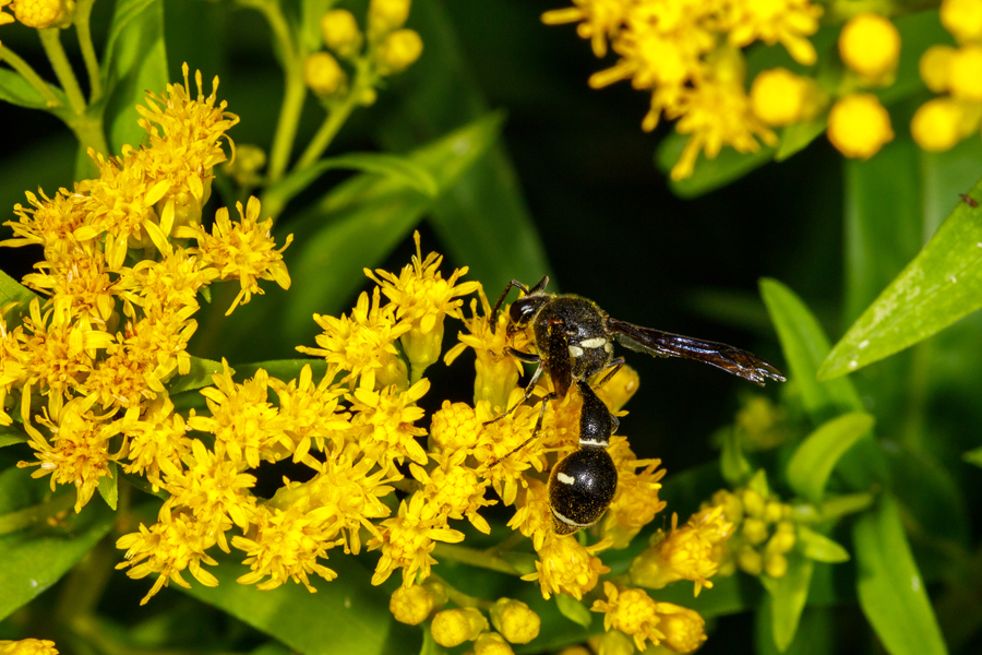 Wasps and Hornets – Catchfly Commons