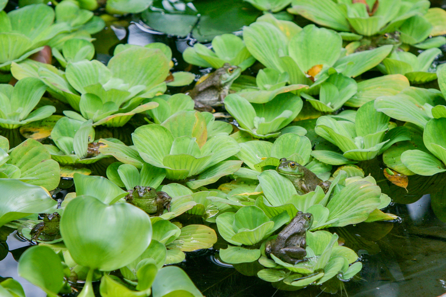 Various Creatures – Catchfly Commons