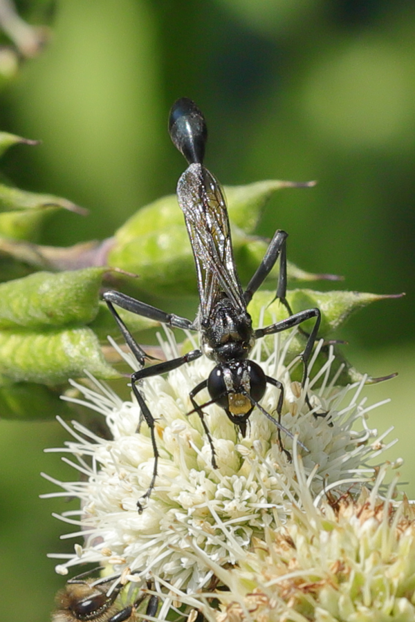 Wasps and Hornets – Catchfly Commons