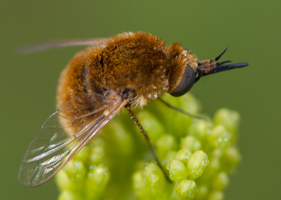 Flies – Catchfly Commons