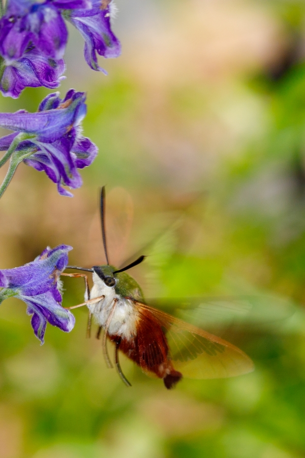 Host Plants for Caterpillars – Catchfly Commons