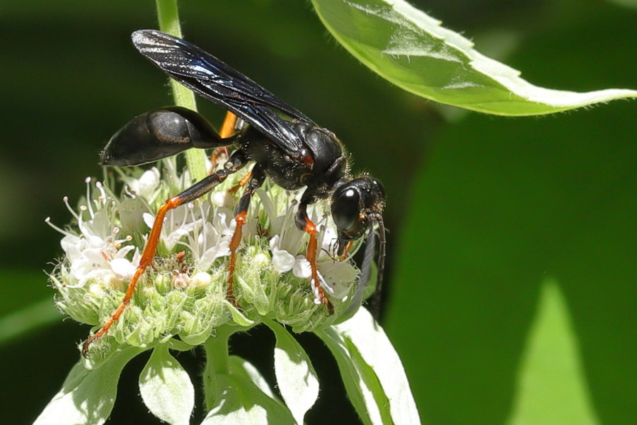 Wasps and Hornets – Catchfly Commons