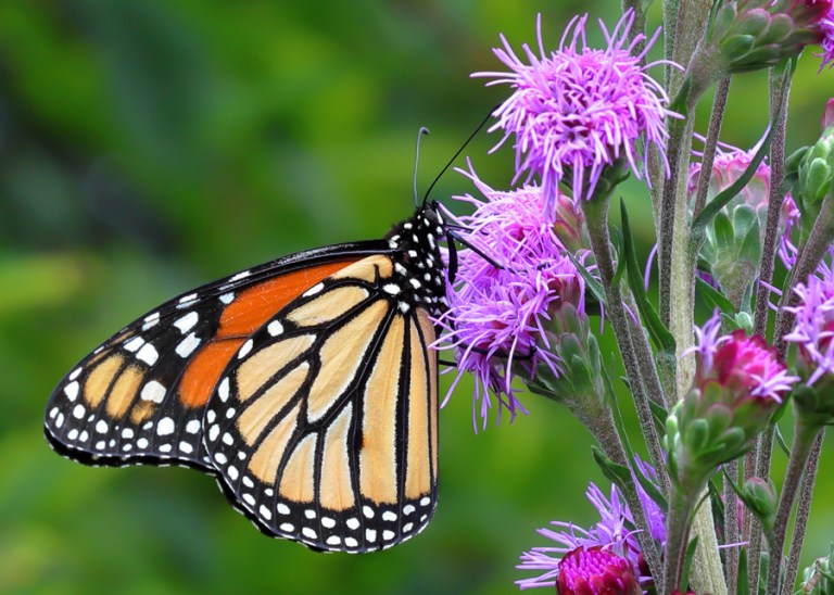 Butterflies – Catchfly Commons