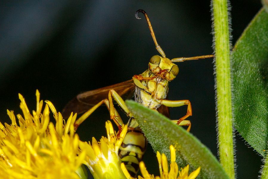 Wasps and Hornets – Catchfly Commons
