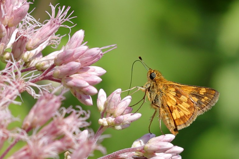 Butterflies – Catchfly Commons
