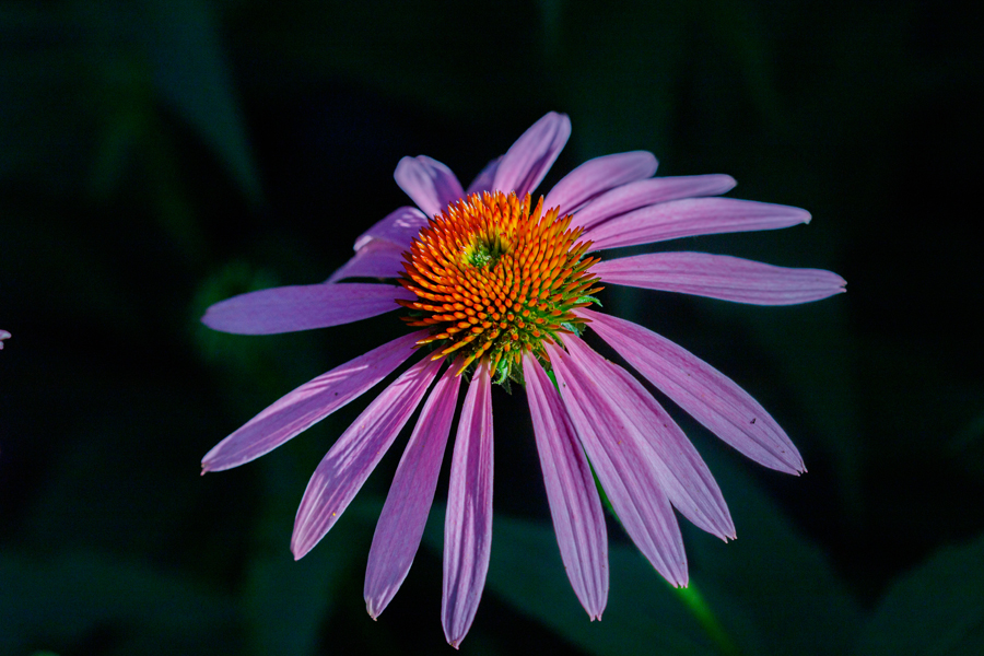 What’s in a Name – The Coneflowers – Catchfly Commons
