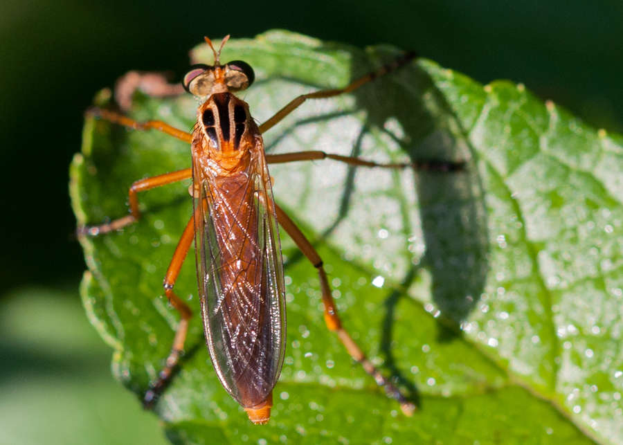 Flies – Catchfly Commons