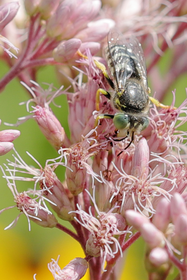 Wasps and Hornets – Catchfly Commons