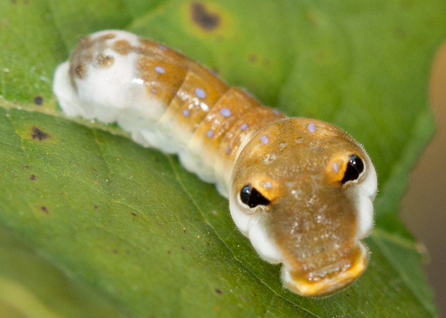 Deception in the Garden – Catchfly Commons