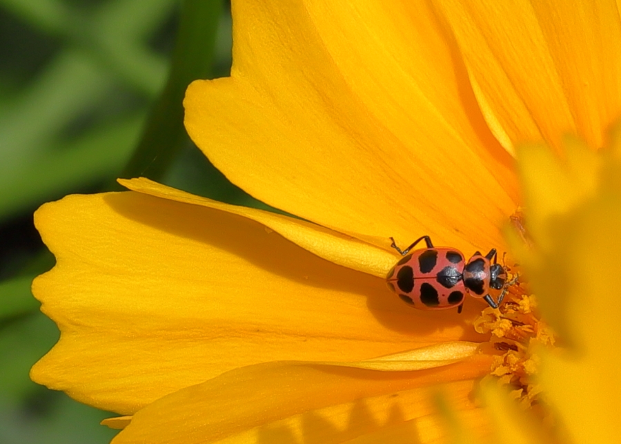 Gallery – Catchfly Commons