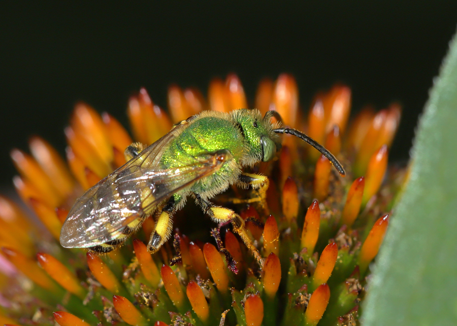 Bees – Catchfly Commons