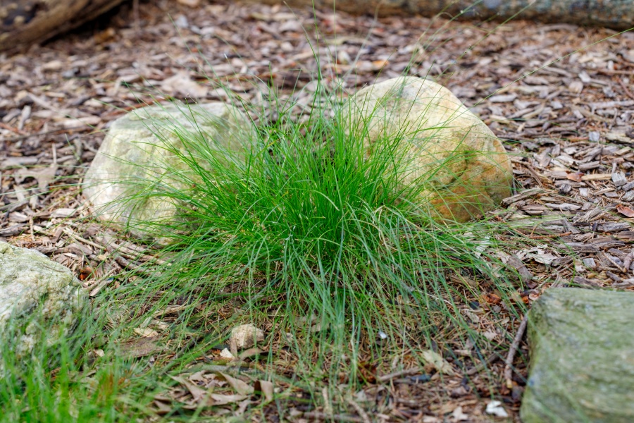 Grasses and Sedges – Catchfly Commons