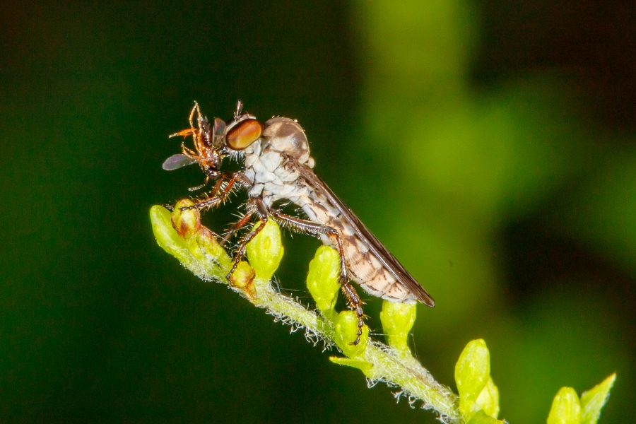 Flies – Catchfly Commons