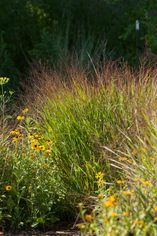 Grasses and Sedges – Catchfly Commons