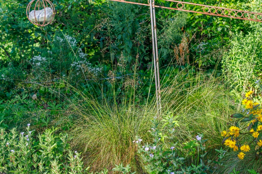 Grasses and Sedges – Catchfly Commons
