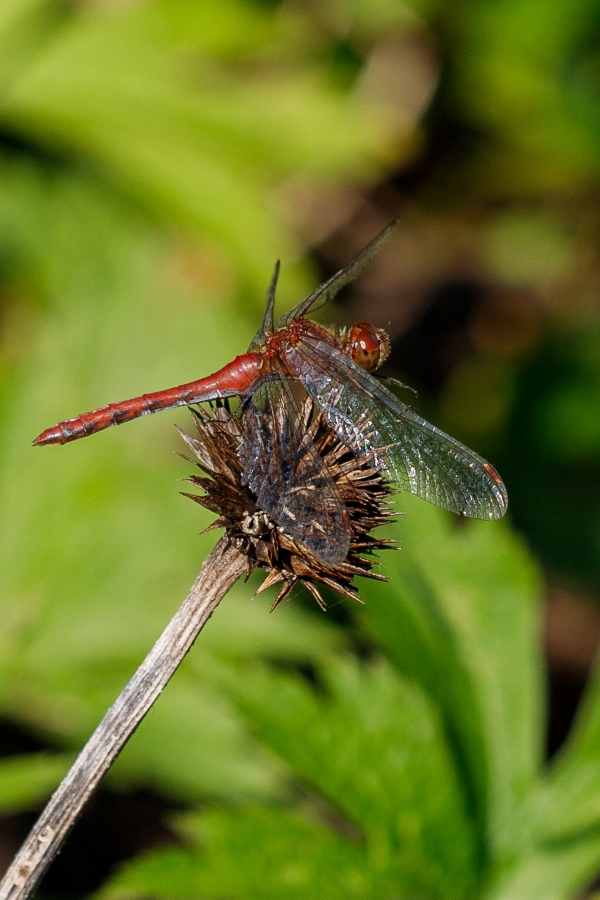 Dragonflies and Damselflies – Catchfly Commons