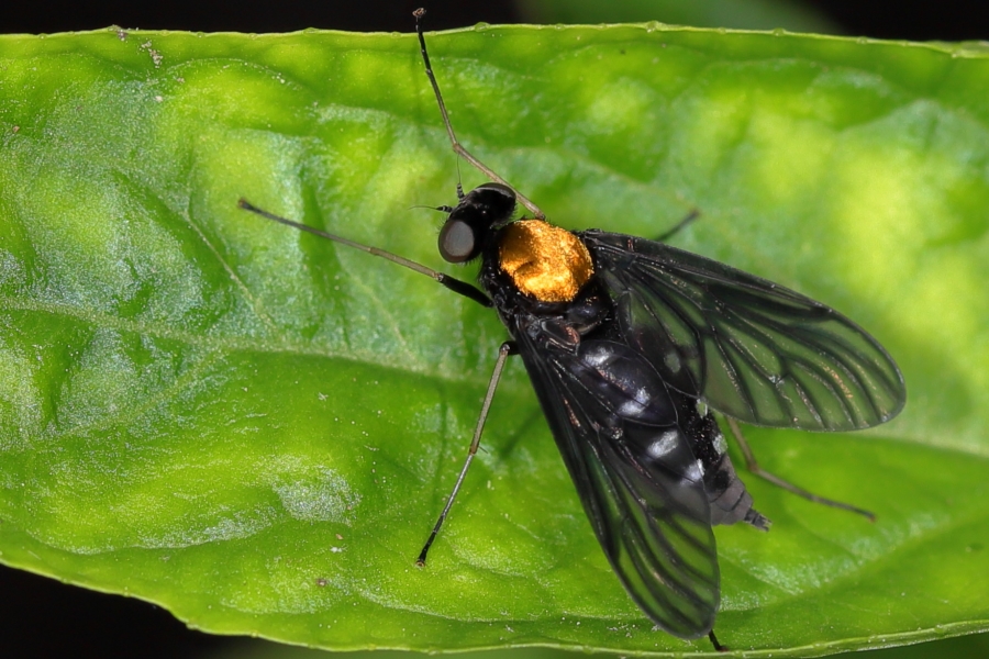 Appreciate Flies – Catchfly Commons