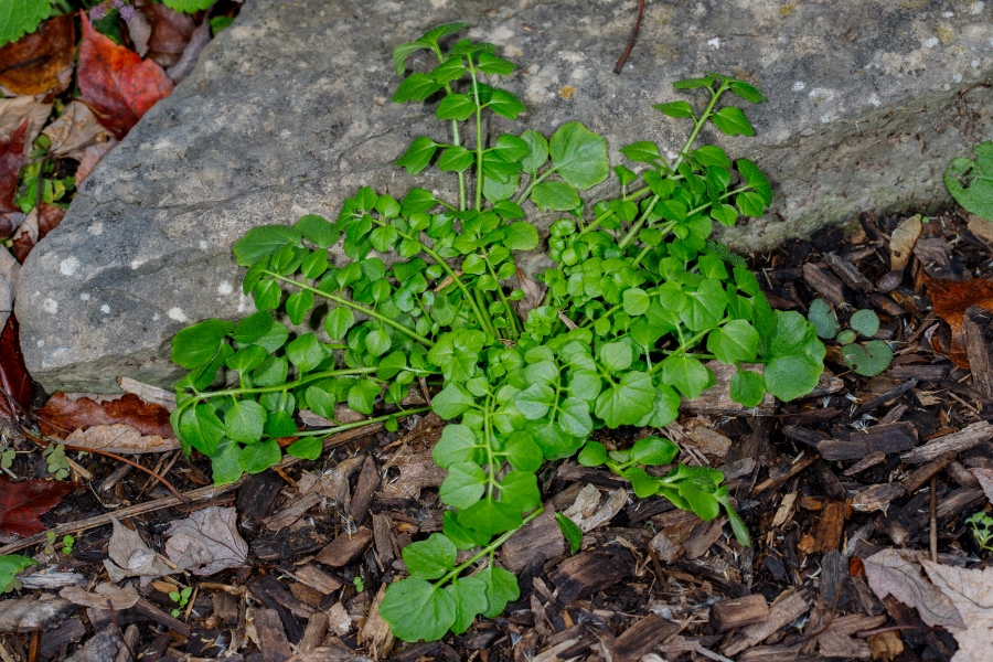 Identifying a Persistent Weed at Catchfly Commons – Catchfly Commons