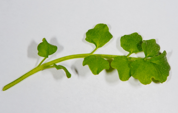 Identifying a Persistent Weed at Catchfly Commons – Catchfly Commons