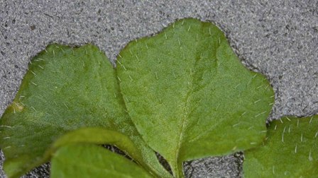 Identifying a Persistent Weed at Catchfly Commons – Catchfly Commons