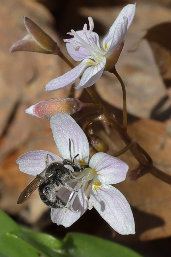 Time to Get Buzzing! – Catchfly Commons