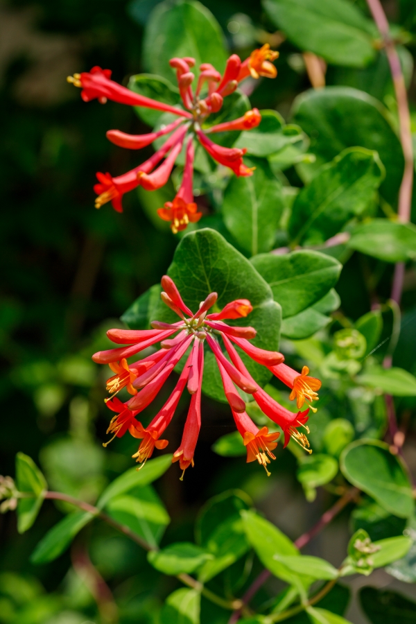 Blog – Catchfly Commons