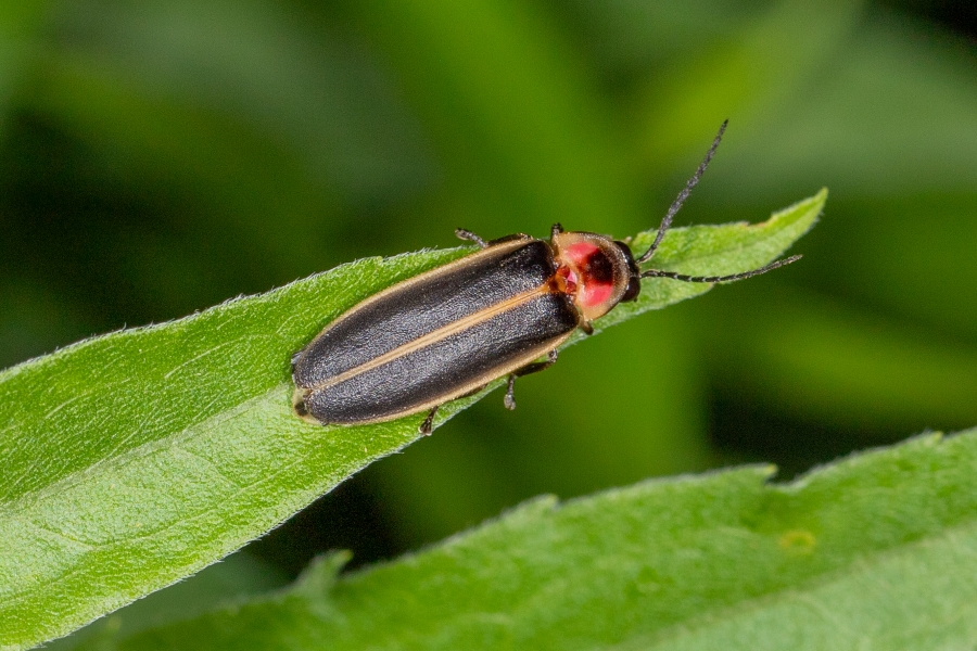 Dazzling Night Lights: Fireflies – Catchfly Commons