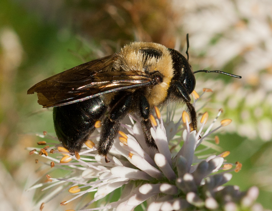 Carpenter vs. Bumble Bees – Catchfly Commons