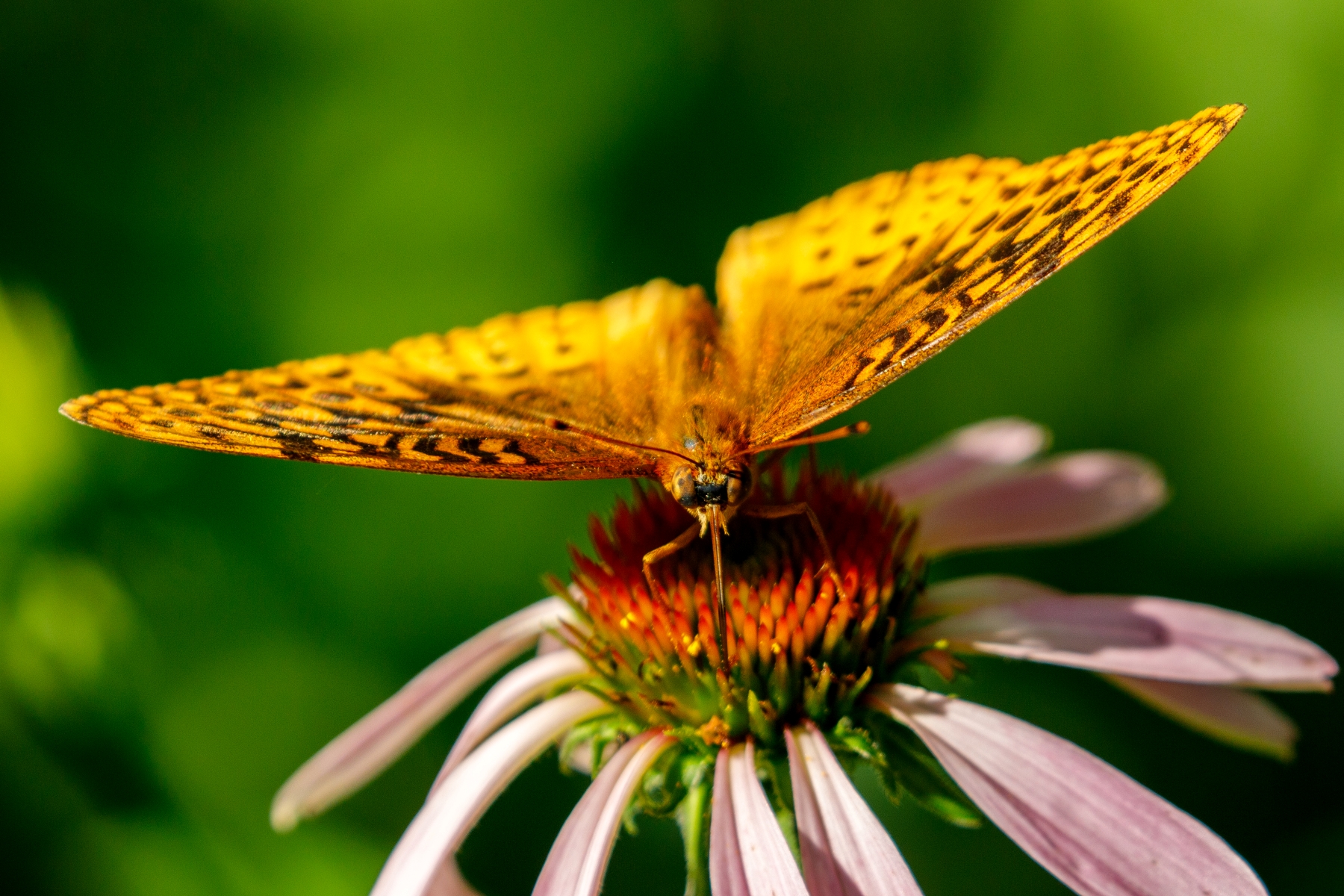 Thank You July Guests! – Catchfly Commons